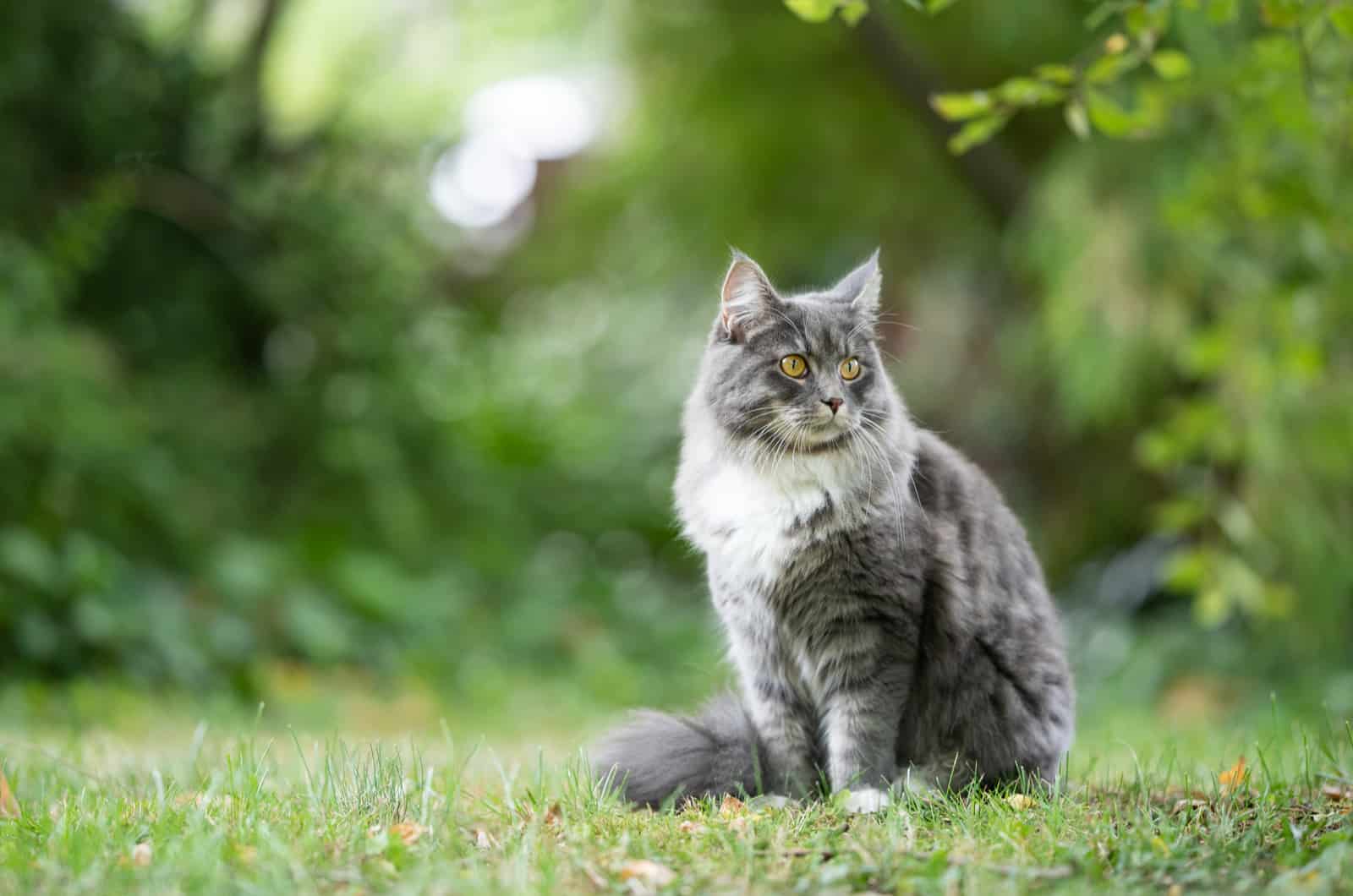 Best 200 Mischievous Cat Names