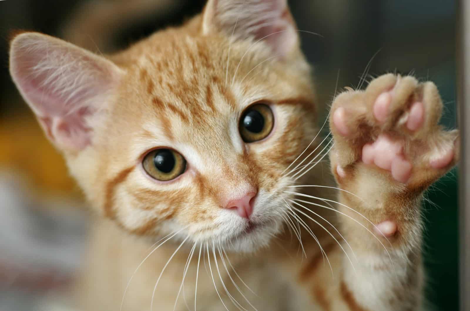 Hard Growth On Cat Paw Pad What Is It And How To Deal With It 