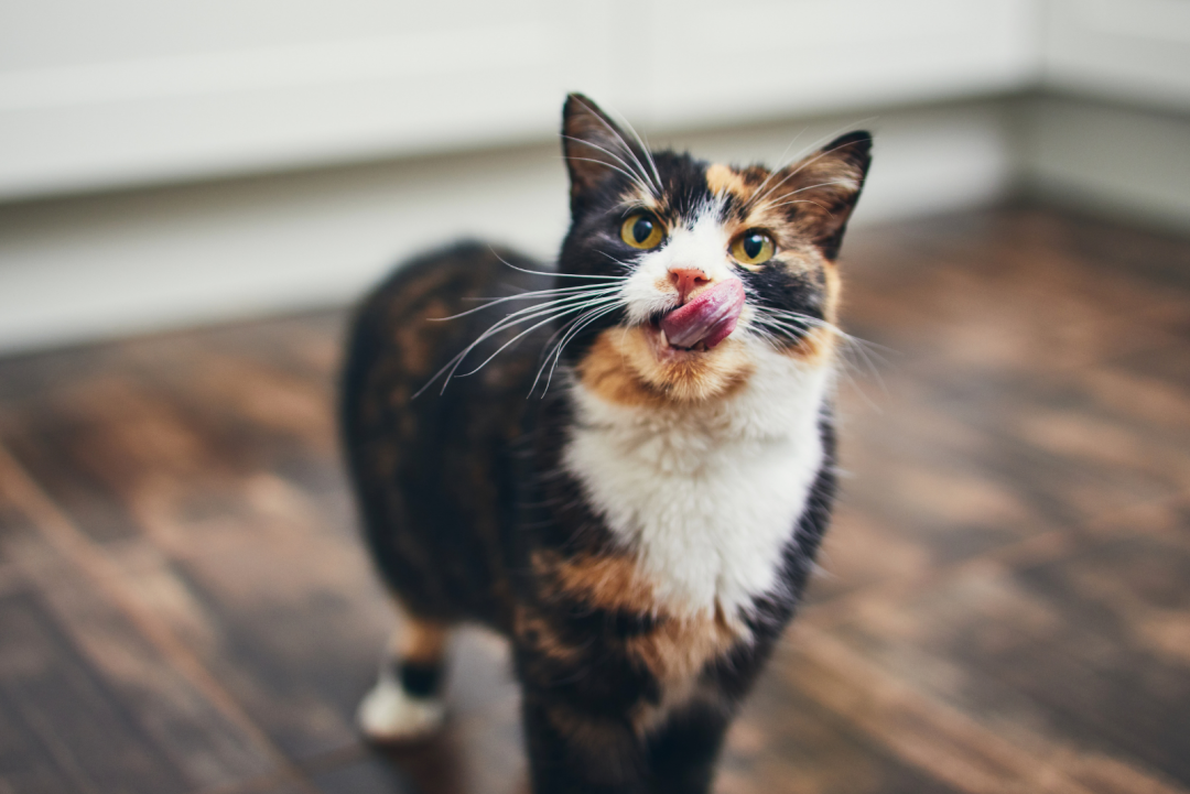 404 Best Cat Names Ending In Ie Or Y Male Female Unisex 404 Best Cat Names Ending In Ie Or Y Male Female Unisex