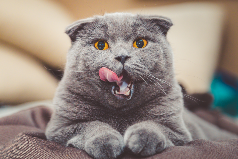 404 Best Cat Names Ending In Ie Or Y Male Female Unisex 404 Best Cat Names Ending In Ie Or Y Male Female Unisex