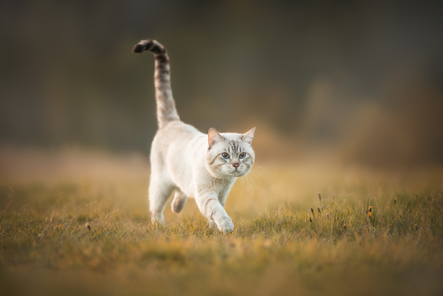 404 Best Cat Names Ending In Ie Or Y Male Female Unisex 404 Best Cat Names Ending In Ie Or Y Male Female Unisex