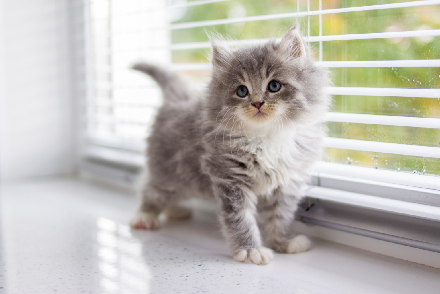 404 Best Cat Names Ending In Ie Or Y Male Female Unisex 404 Best Cat Names Ending In Ie Or Y Male Female Unisex