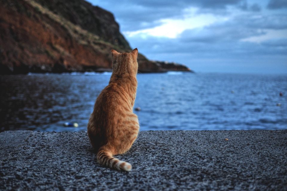 200 Best Ever Nautical Cat Names 200-best-ever-nautical-cat-names