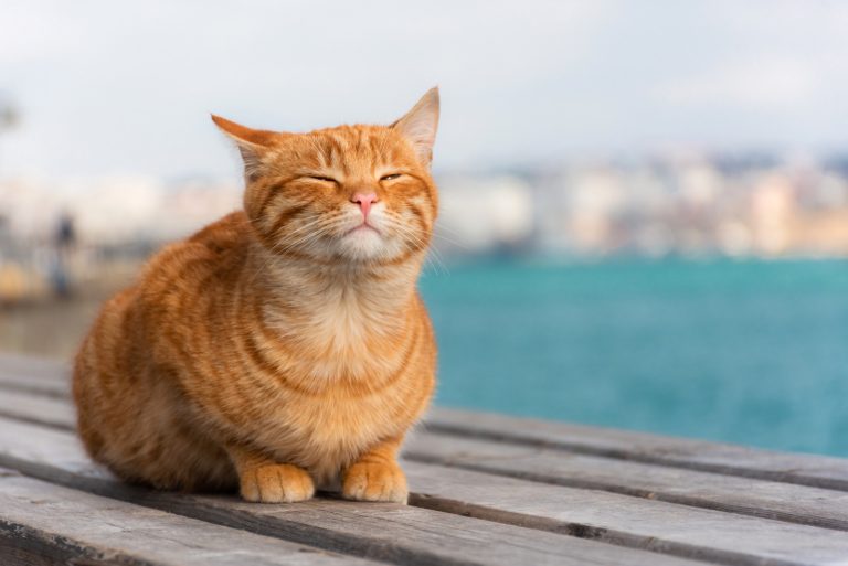 200 Best Ever Nautical Cat Names 200 Best Ever Nautical Cat Names