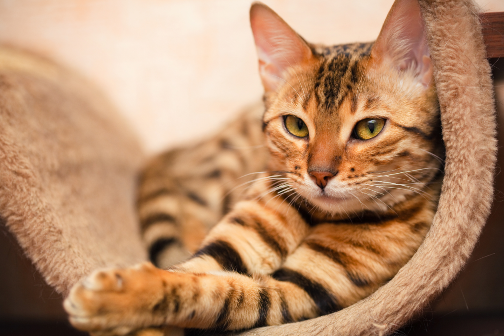 Space Names For Cats 250 Astrology Celestial Cat Names space-names-for-cats-250-astrology-celestial-cat-names