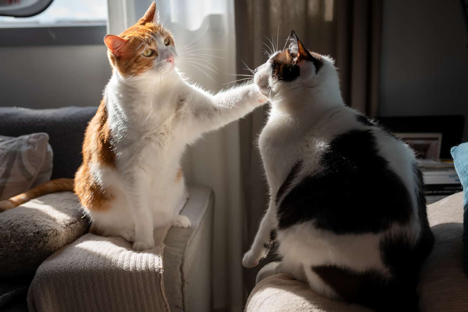 How Different Are Male Cats Vs Female Cats Pros And Cons How Different Are Male Cats Vs Female Cats Pros And Cons