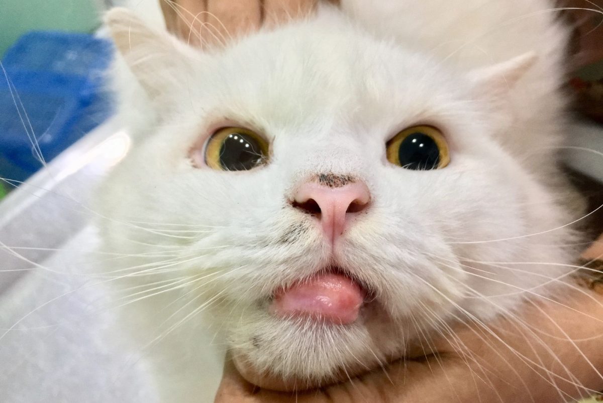 Rodent Ulcers In Cats Causes Treatment And Prognosis rodent-ulcers-in-cats-causes-treatment-and-prognosis